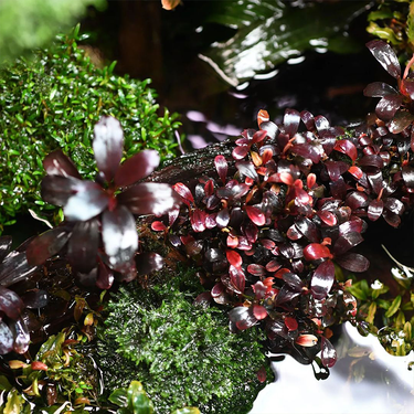 WEEK AQUA INTERNATIONAL – WEEK AQUA INTERNATIONAL For Aquarium & Fish ...