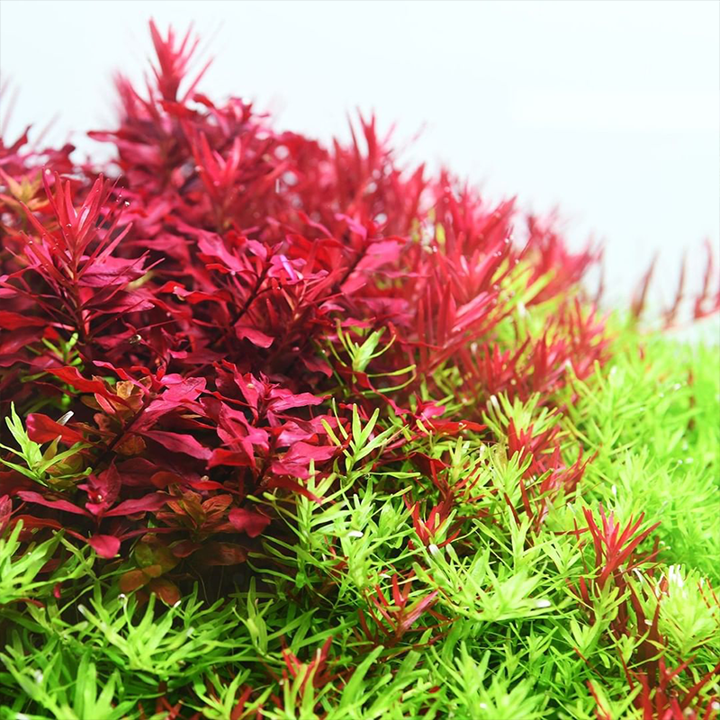 WEEK AQUA INTERNATIONAL – WEEK AQUA INTERNATIONAL For Aquarium & Fish ...